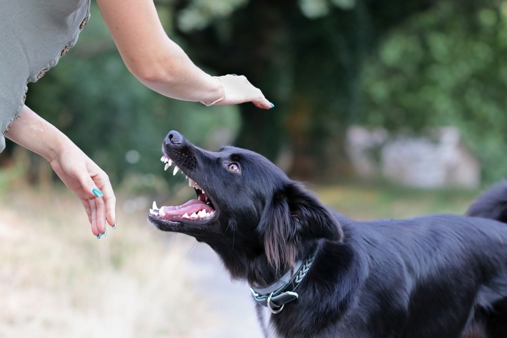 What Happens Legally After a Dog Bite? | Dog Bite Laws