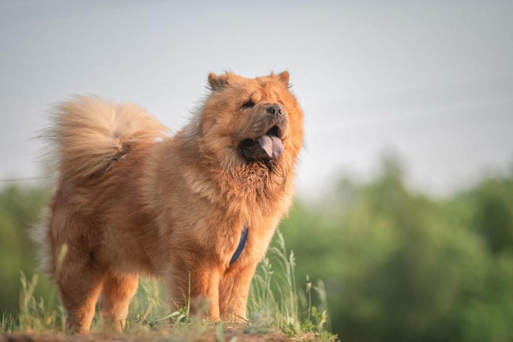 Are Chow Chows Aggressive and Dangerous? | Dog Bite Laws