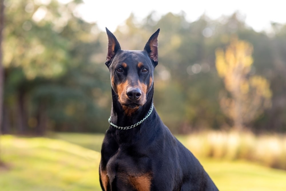 Are Dobermans Aggressive and Dangerous? | Dog Bite Laws