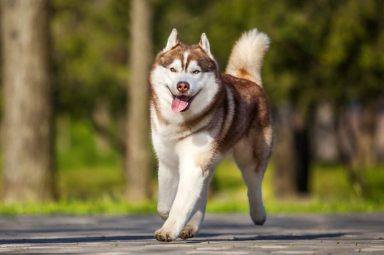 Are Huskies Aggressive and Dangerous? Dog Bite Laws